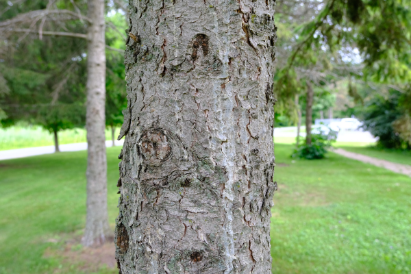 White Spruce : Arboretum : Raisin Region Conservation Authority